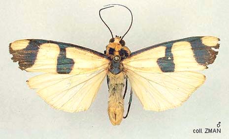 Papua Insects Foundation (Lepidoptera/Erebidae(Arctiinae)/Oeonistis delia)